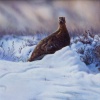 Top 10 Animal Artists | Original Wildlife Paintings | Forest Gallery